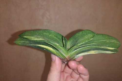 Гастерия nitida variegata