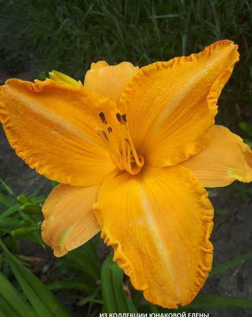 Сортовые лилейники