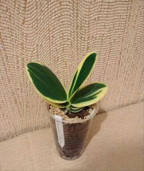 Орхидея Сого Вивьен (вариегата)