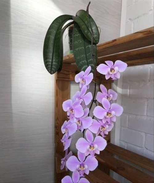 Орхидея Schilleriana