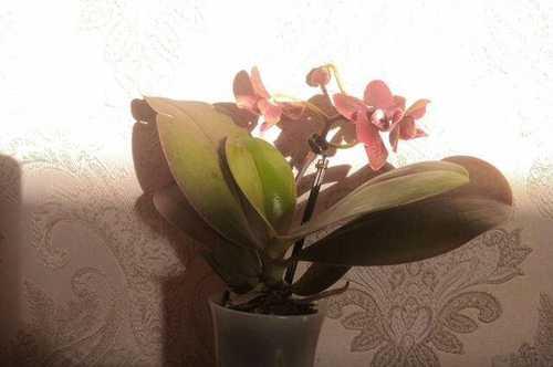 Дендробиум, мини-орхидея