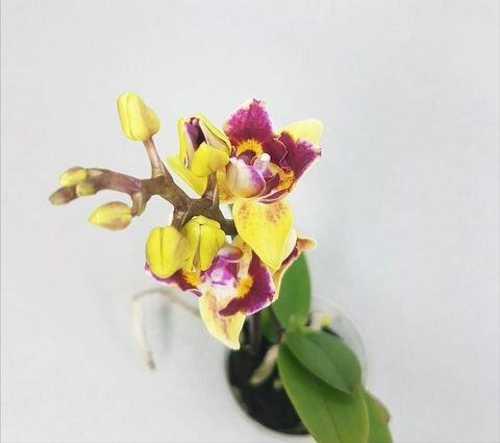 Мини орхидея фаленопсис пелорик