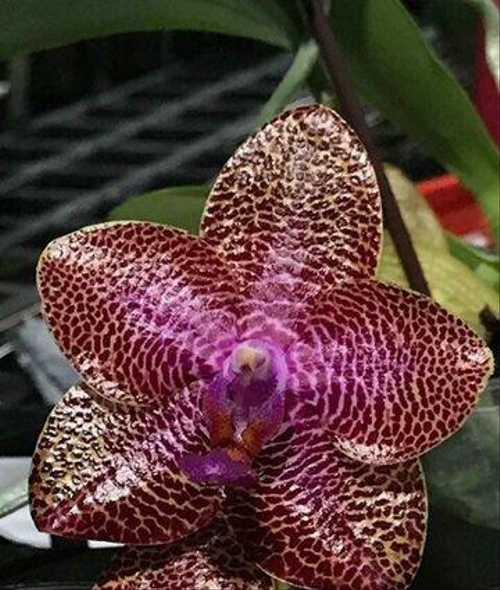 Орхидея фаленопсис MCL 141 P. Mituo Gigan Dragon '