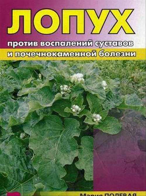 Лопух против воспалений суставов и почечнокаменной болезни