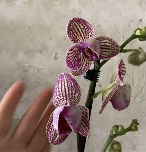 Орхидея Аркадя пелор (цветет )