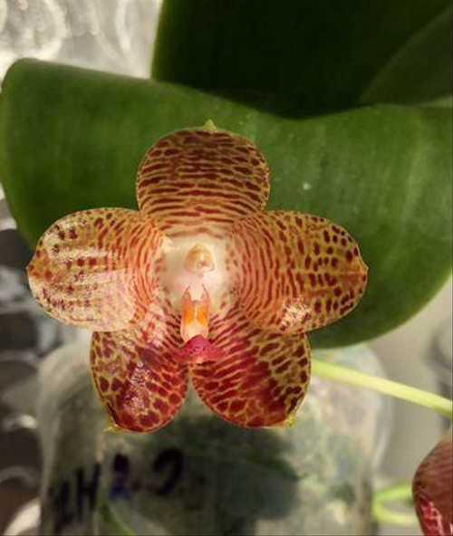 Орхидея фаленопсис