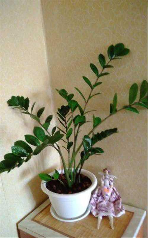 Замиокулькас замиелистный (Zamioculcas zamiifolia)