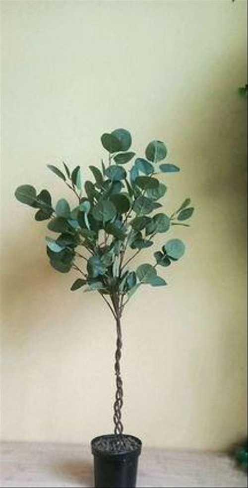Эвкалипт, искусственное дерево