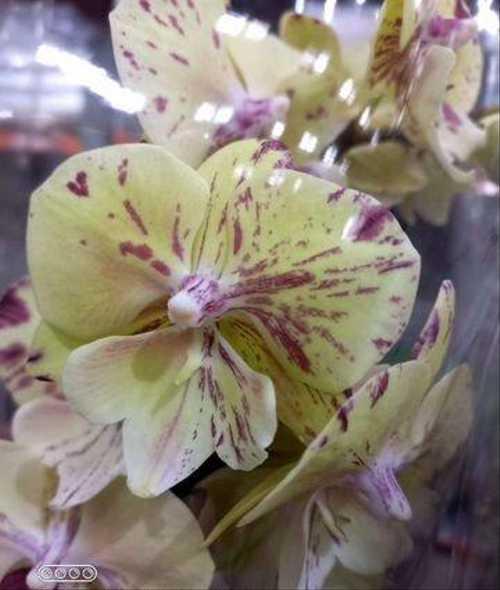 Орхидея фаленопсис биг лип Жёлтый шоколад