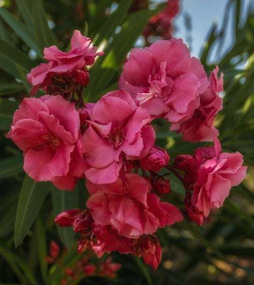 Олеандр красный махровый