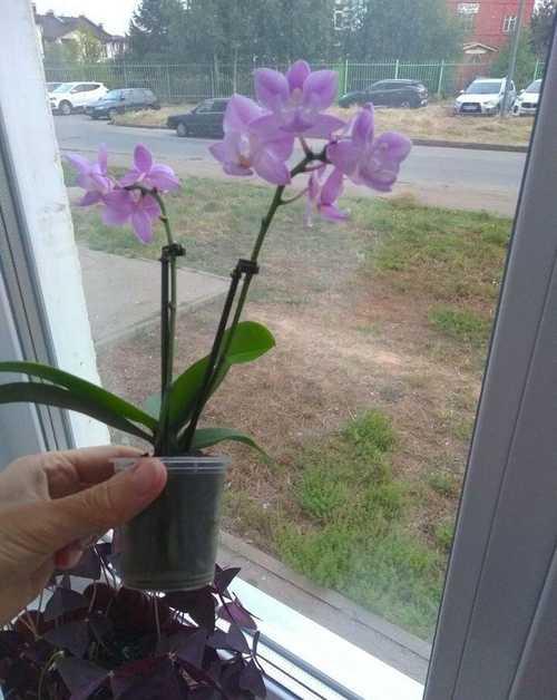 Орхидея фаленопсис миниатюрный сопт
