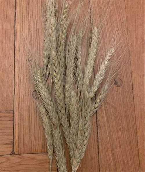 Сухой колос пшеницы 20 шт