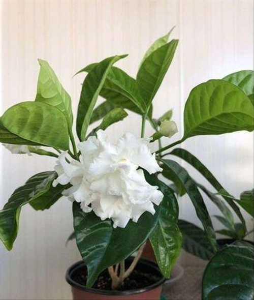 Табернемонтана