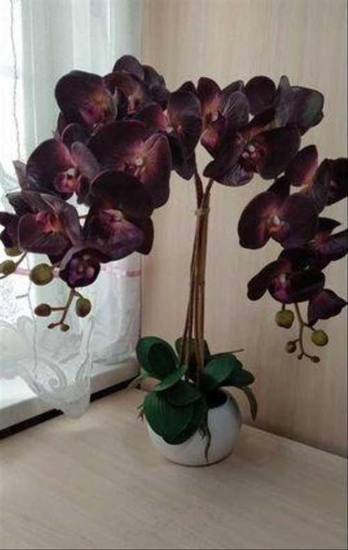 Орхидея Интерьерная композиция