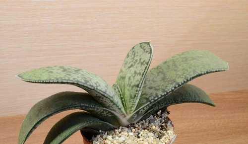 Gasteria sp. (Гастерия) (SCT28103)