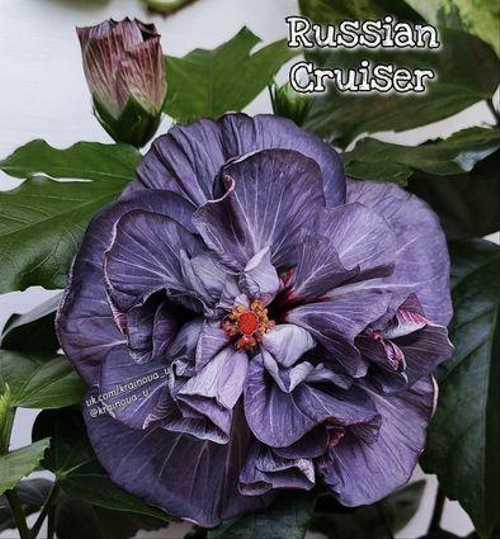 Гибискус Russian cruiser