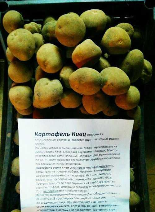 Сорт киви картофель фото