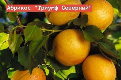 Абрикос Триумф Северный /4-5 лет