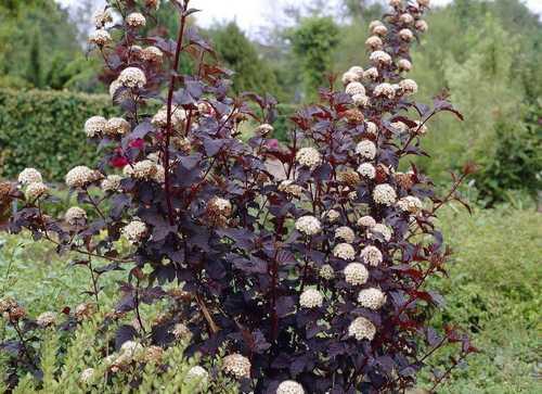 Пузыреплодник Диаболо - саженцы