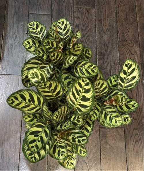 Калатея макоя