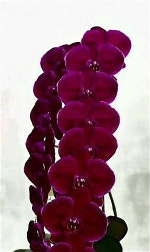 Орхидея взрослая Phal. OX Черное Лицо