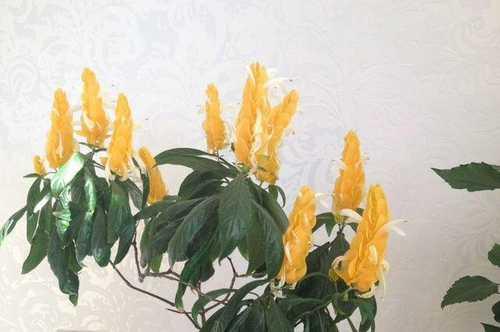 Цветы комнатные: декабрист, роза, фиалка, орхидея