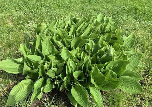 Хоста подорожниковая Афродита Hosta plantaginea