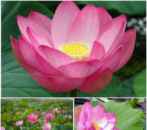 Лотос Комарова семена