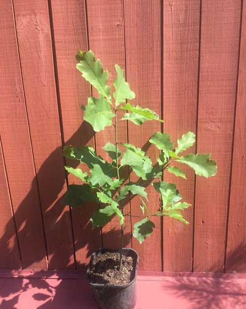 Молодое дерево. Саженец дуба. Дуб черешчатый питомник. Саженцы дубков. Росток дуб черешчатый.