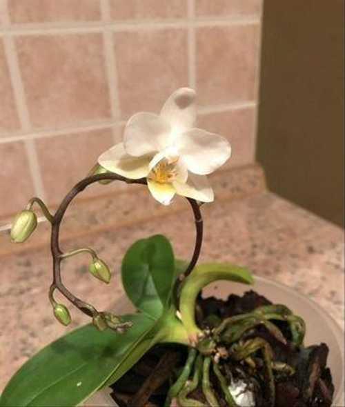 Орхидея фаленопсис мини