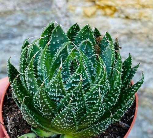 Суккулент Aloe Aristata