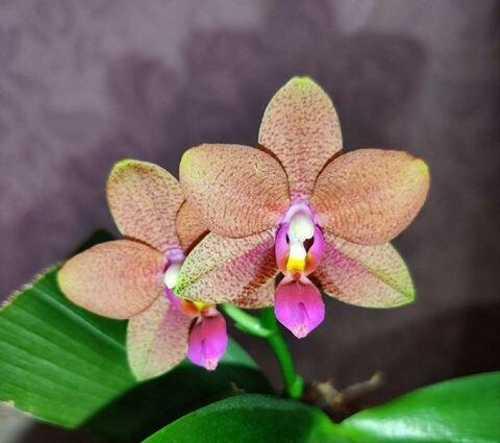 Орхидея фаленопсис phal. Lioulin orange moon