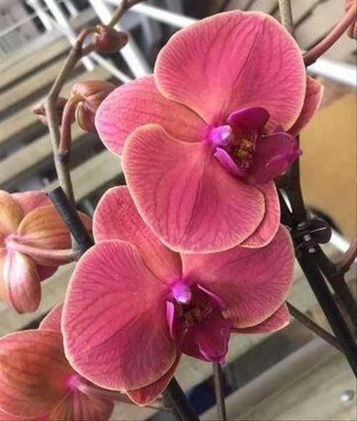 Орхидея фаленопсис Азиан Коралл
