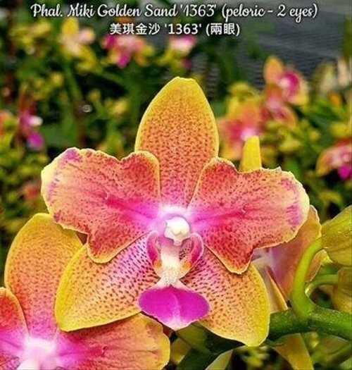 Орхидея фаленопсис Мики Голден Санд (пелор, бабочк