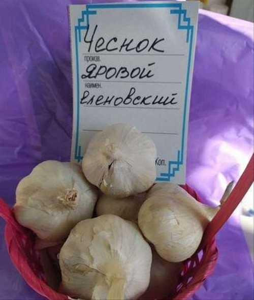 Чеснок Яровой Еленовский