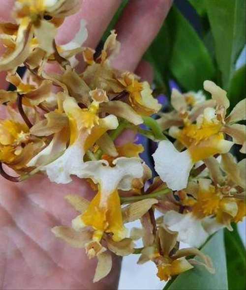 Орхидея Онцидиум 2 ветви песочная 960129