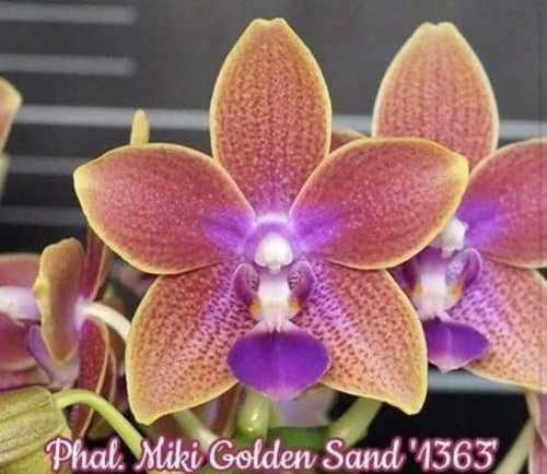Орхидея фаленопсис Miki Golden Sand (бутоны)