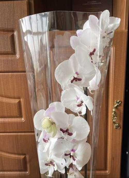 Орхидея фаленопсис Биглип