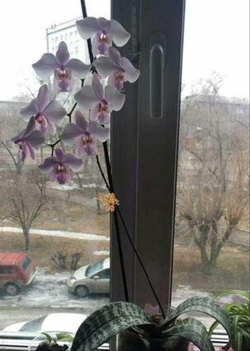 Шиллериана орхидея фаленопсис