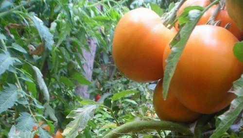 Семена томатов Медовый спас