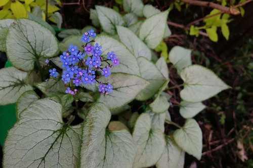 Брунера серебристая