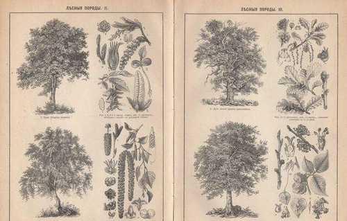Гравюры. Деревья. Лесные породы. 19 век
