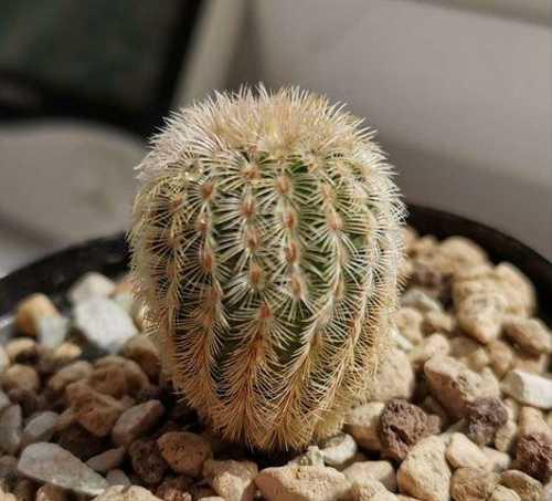 Кактус эхиноцереус (echinocereus rigidissimus rubr
