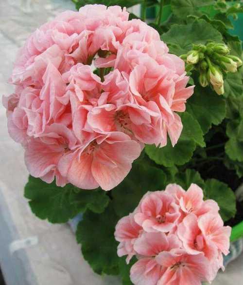Пеларгония marbacka rose фото