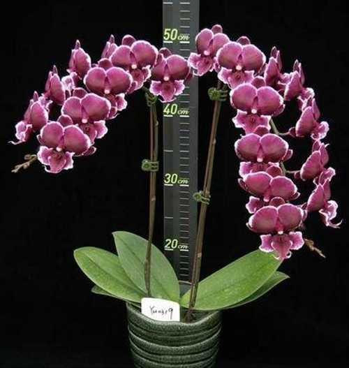 Орхидея Фаленопсис Биг Лип Younghome Pearl