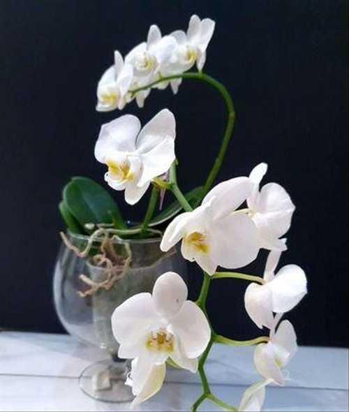 Белые живые орхидеи в стекле 95569
