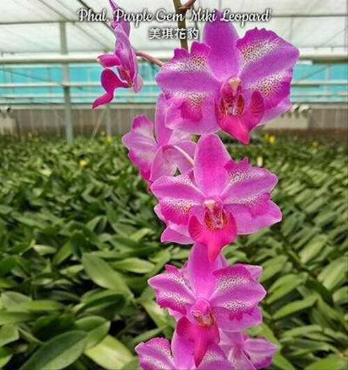 Орхидея Phal. Purple Gem 'Miki Leopard'