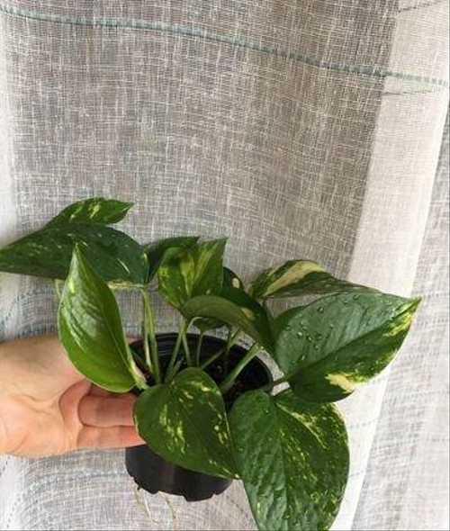 Сциндапсус (golden pothos) (эпипремнум)