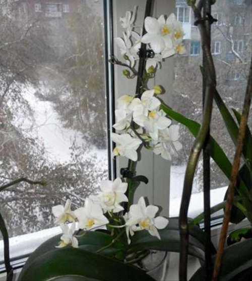 2 орхидеи фаленопсис в одной вазе
