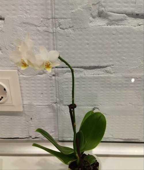 Орхидея фаленопсис мини микс